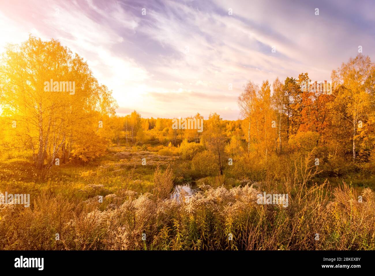 Sunset on a field with grass, birches with yellow leaves, other trees ...