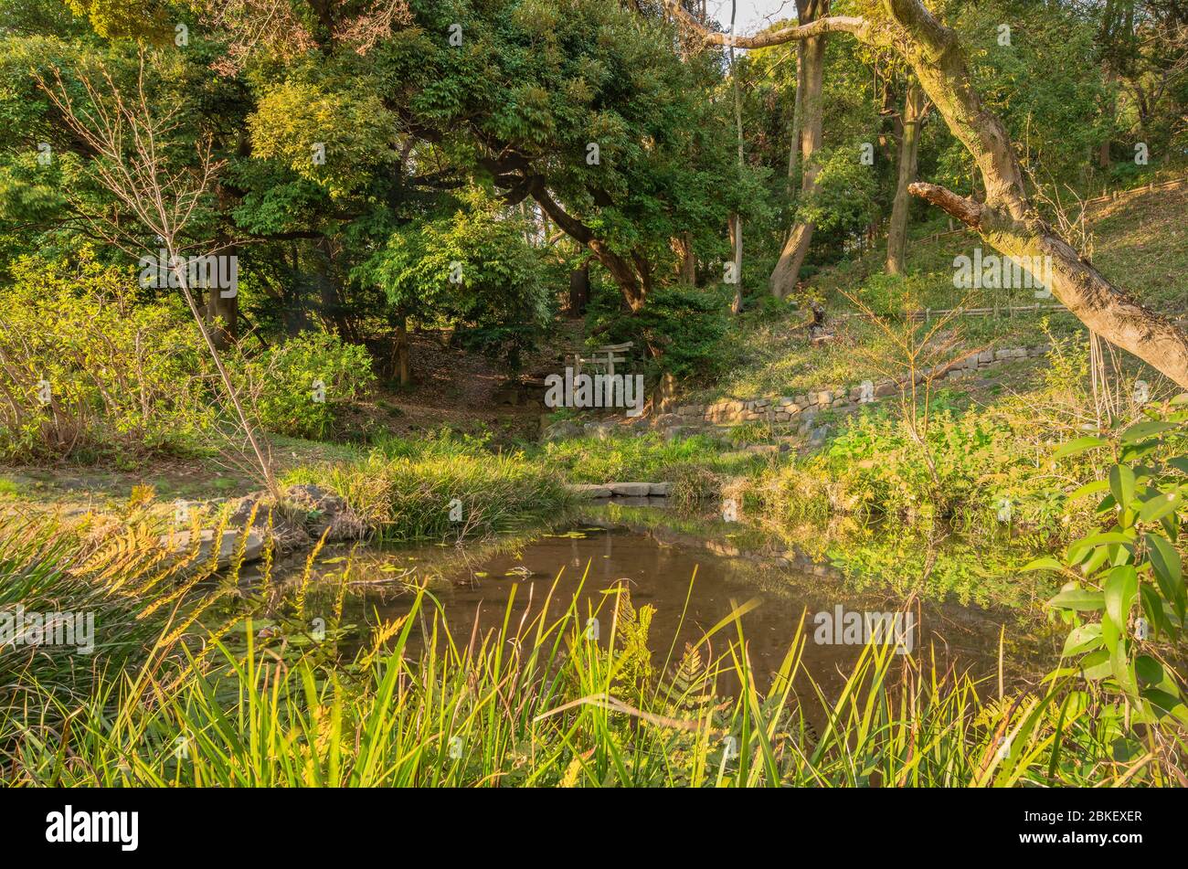tokyo, japan - march 20 2019: Ruins of an ancient shinto shrine Torii ...
