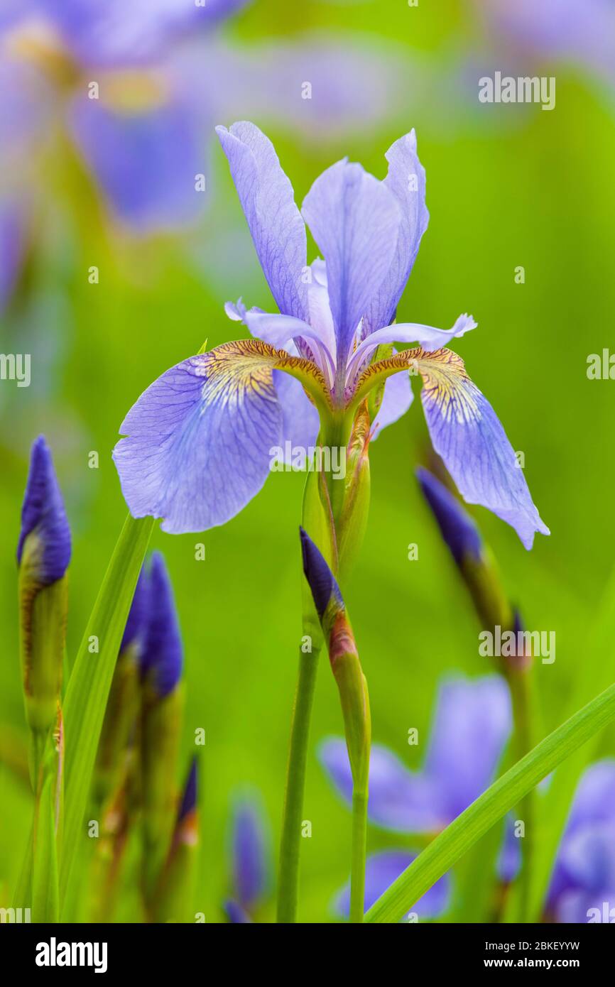 German Lily Hybrid (Iris germanica x hybrid), flower, Baden ...