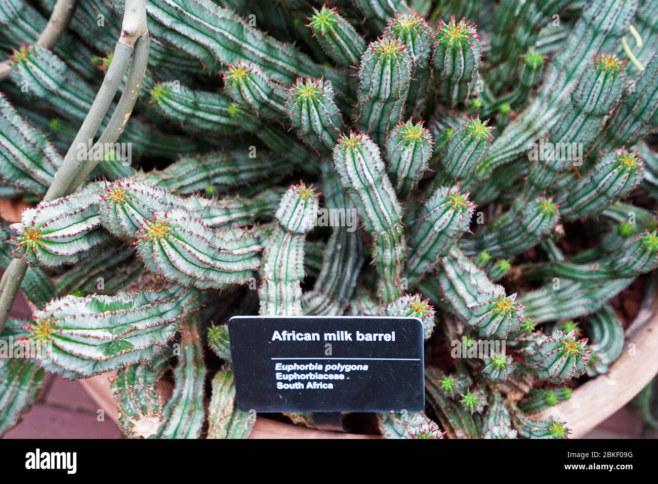 African milk barrel hi-res stock photography and images - Alamy