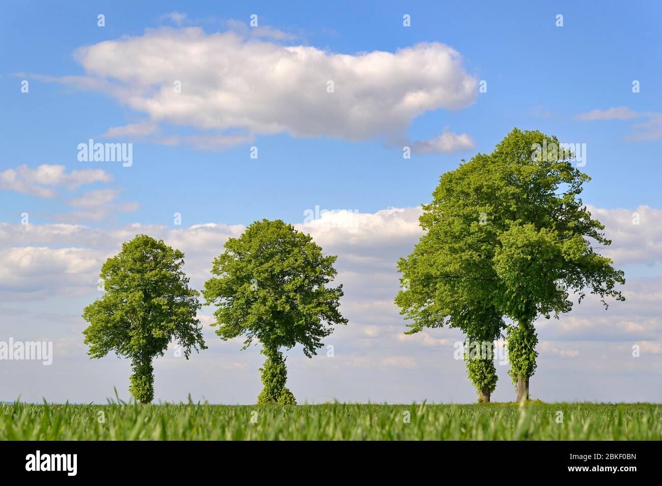 Linden trees (Tilia), row of trees with blue cloudy sky, North Rhine ...