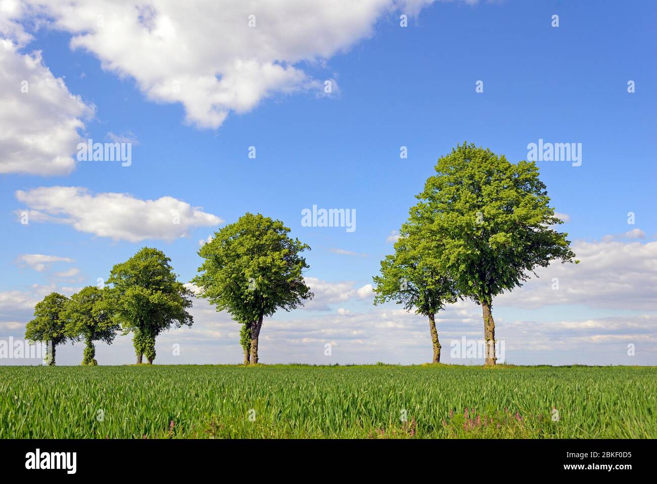 Linden trees (Tilia), row of trees with blue cloudy sky, North Rhine ...