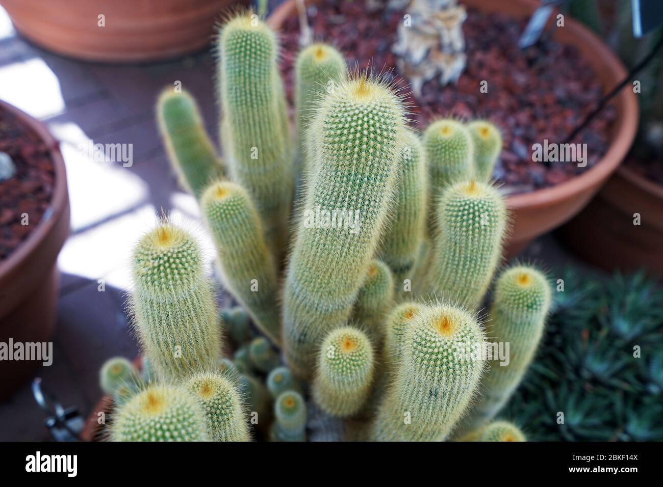 Golden barrel cactus in pot hi-res stock photography and images - Alamy