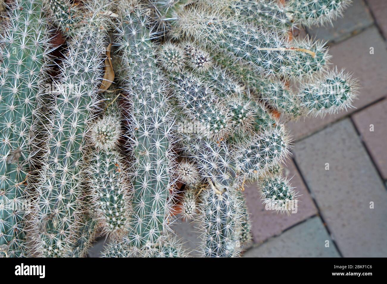 Creeping devil cactus hi-res stock photography and images - Alamy