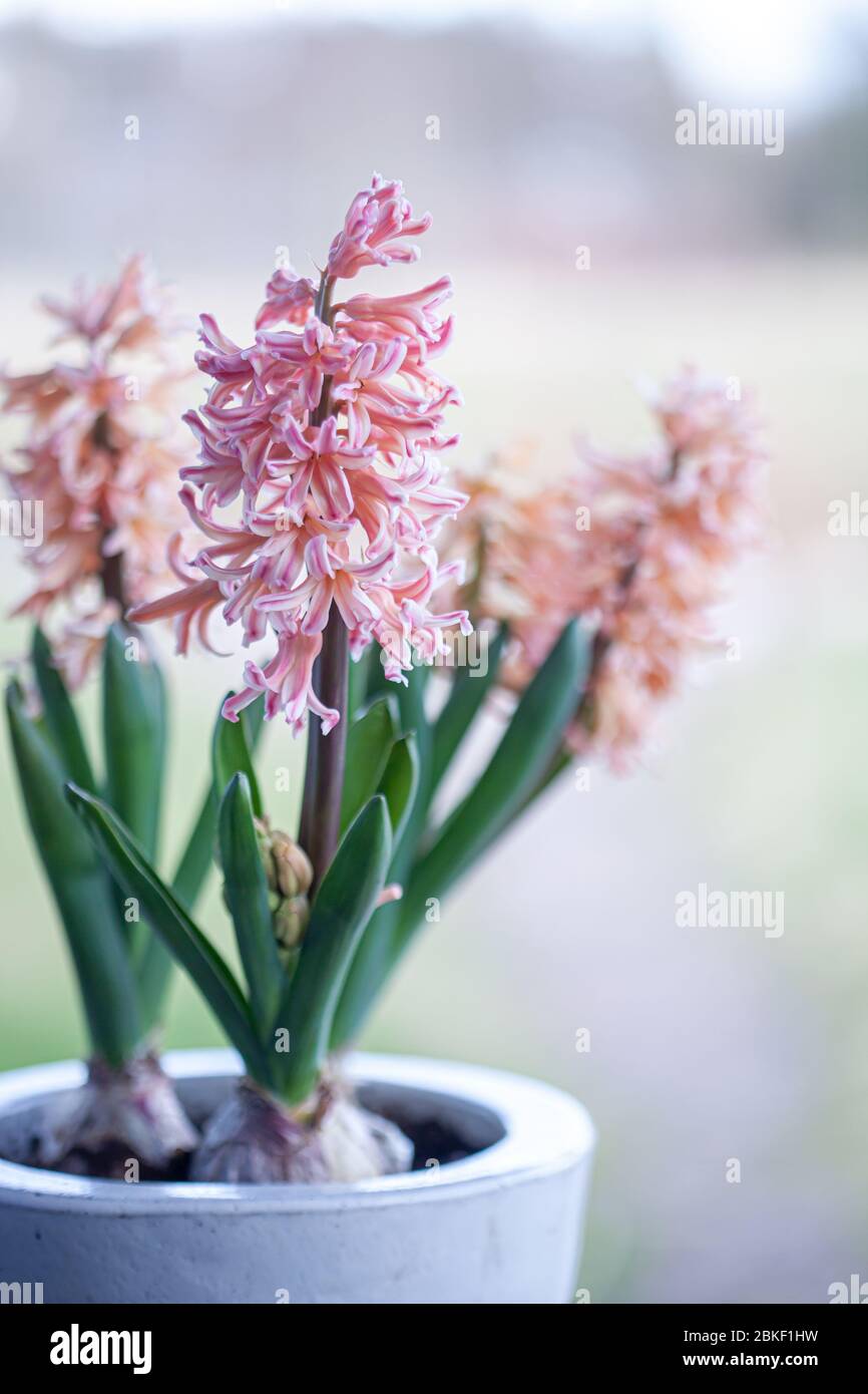 Spring hyacinth in light pastel colour Stock Photo - Alamy