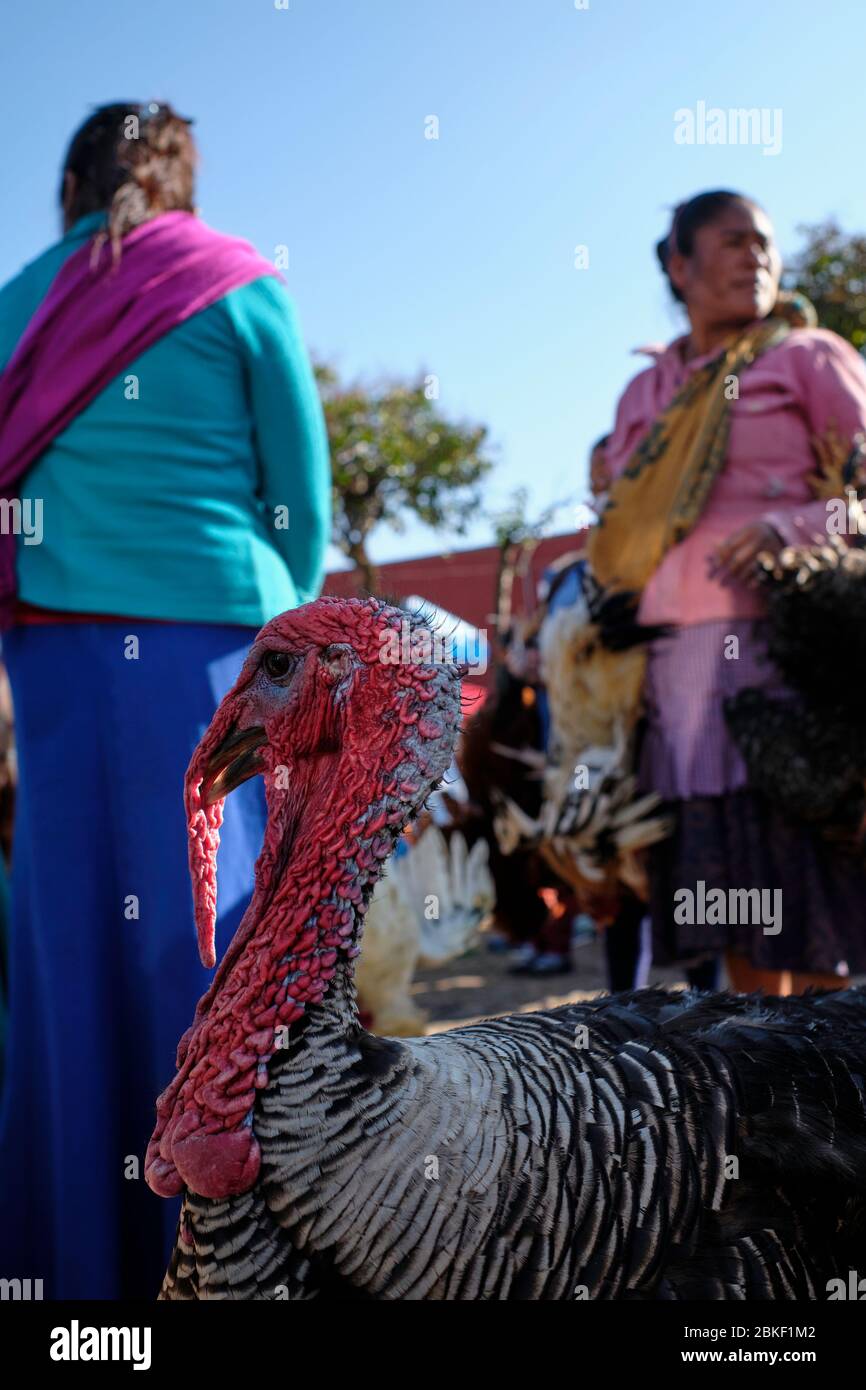 Live turkey hi-res stock photography and images - Alamy