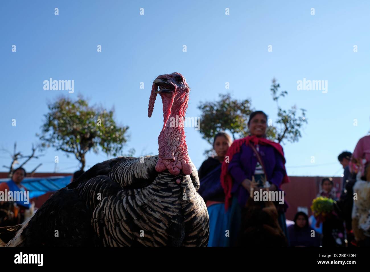 Livestock and meat markets hi-res stock photography and images - Alamy