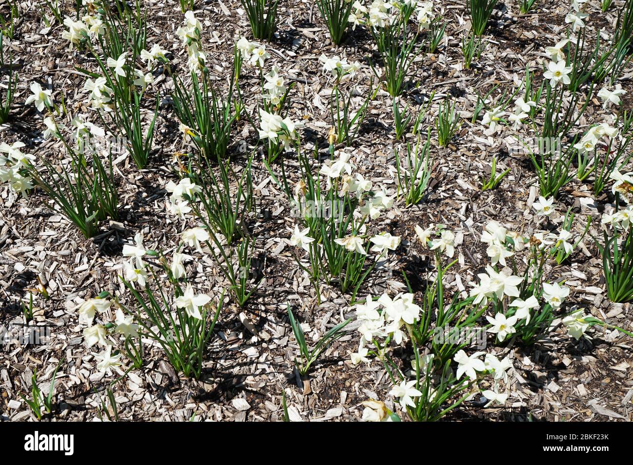 Close up 'Jonquilla daffodils' flower plant park Stock Photo - Alamy