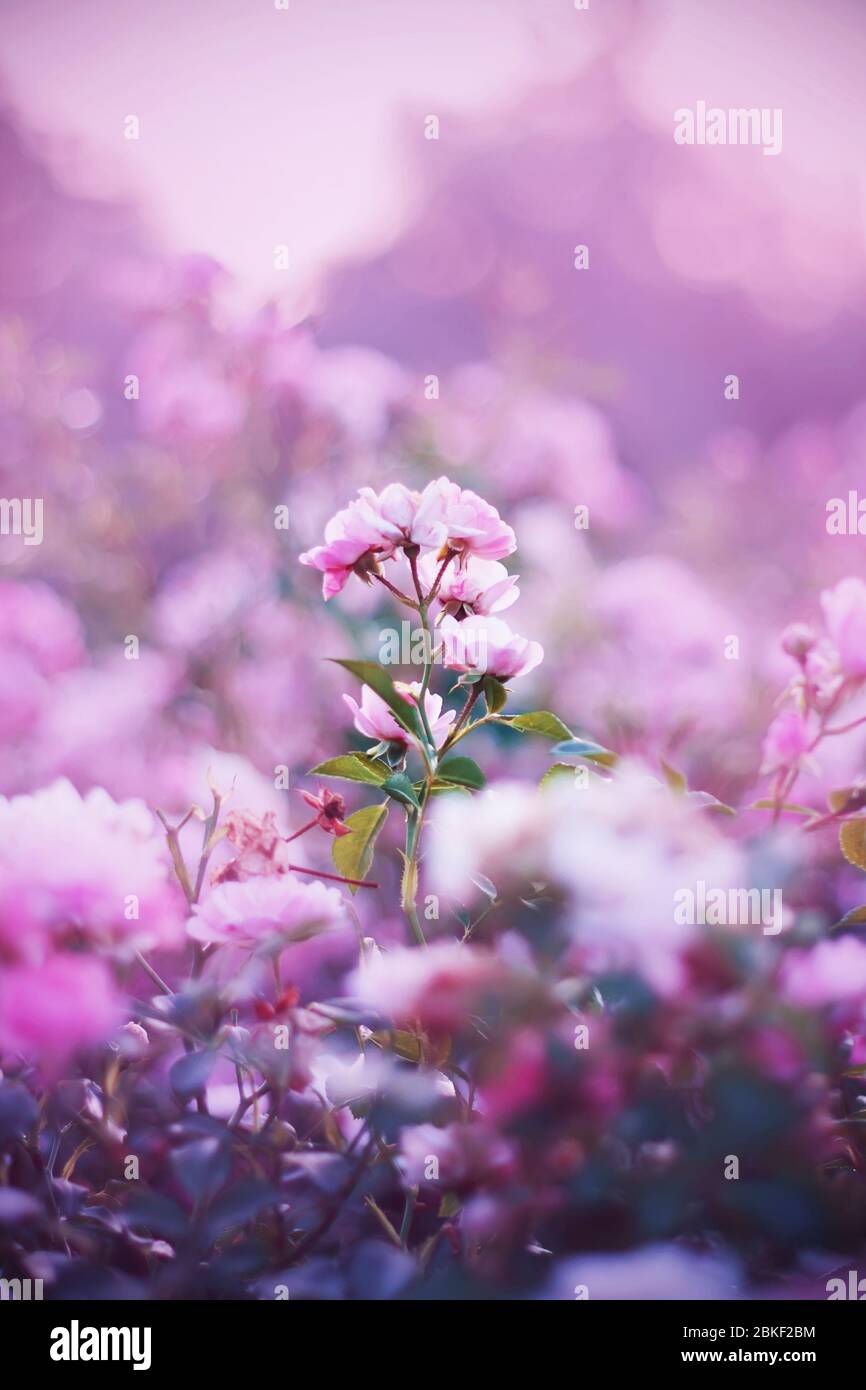 Rose bush stems hi-res stock photography and images - Alamy