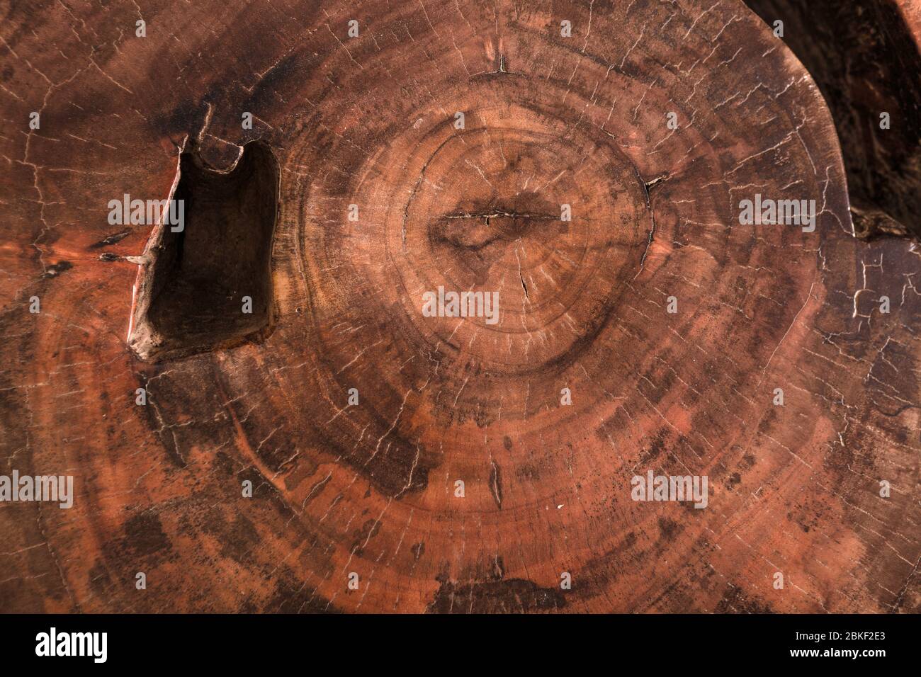 Wood texture cut tree trunk background Stock Photo - Alamy