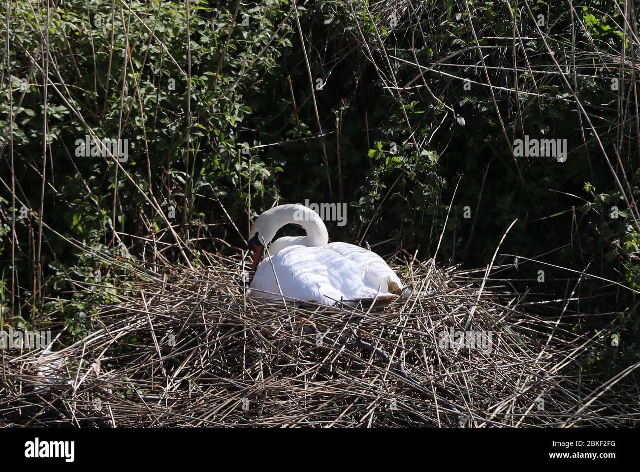 A nesting swan by the banks of the Grand Canal in Athy, Co Kildare ...