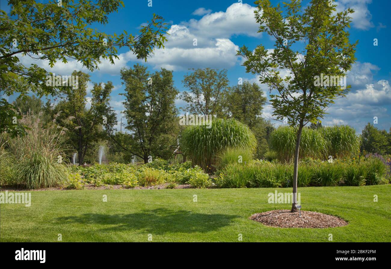 Young Tree in Formal Garden Stock Photo - Alamy