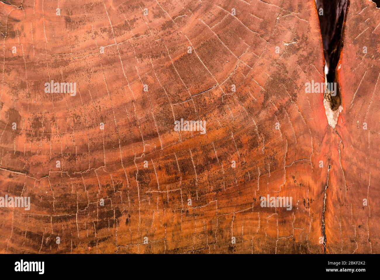 Wood texture cut tree trunk background Stock Photo - Alamy