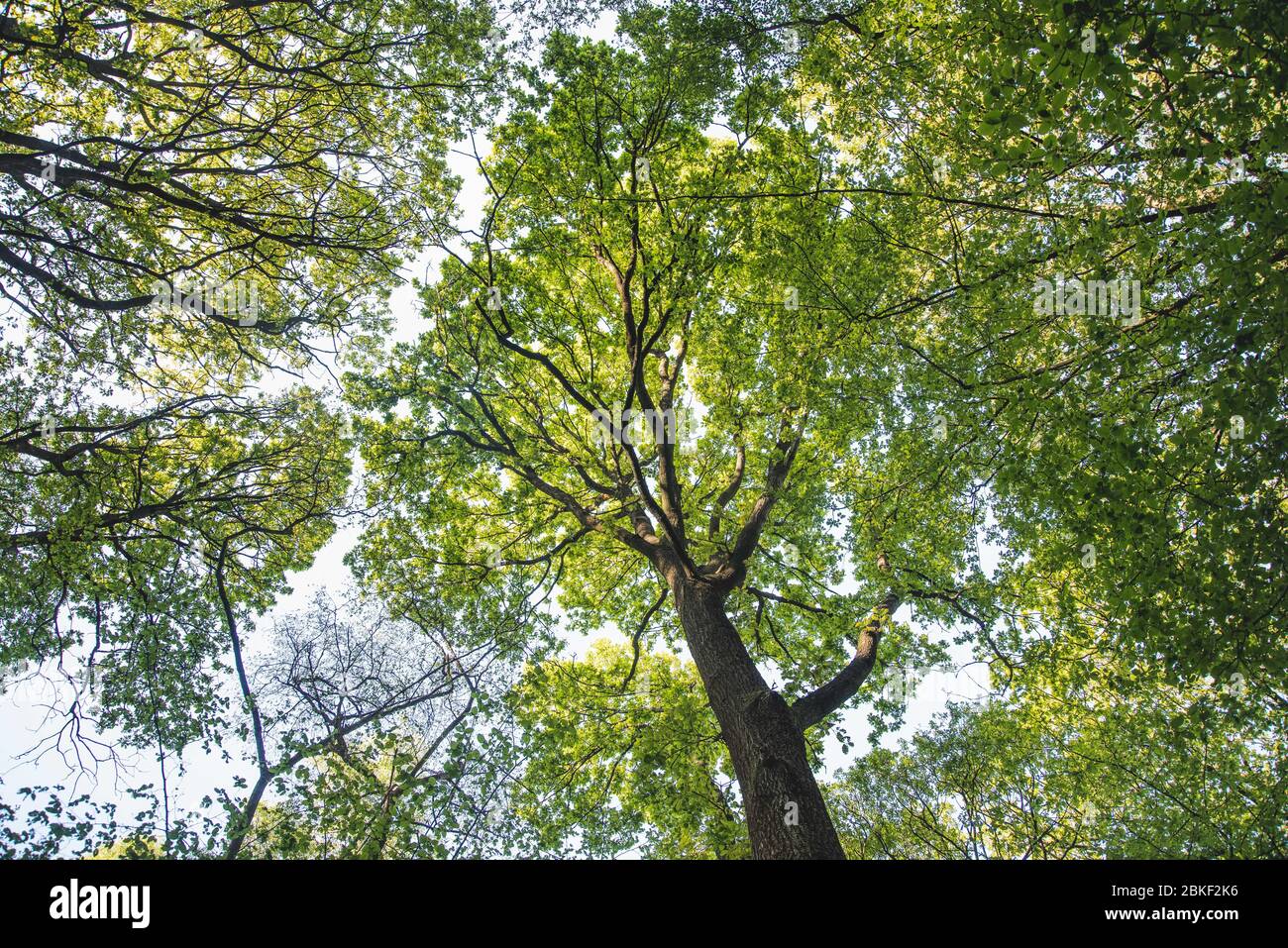 Tree Forest Woodland Scene Stock Photo - Alamy