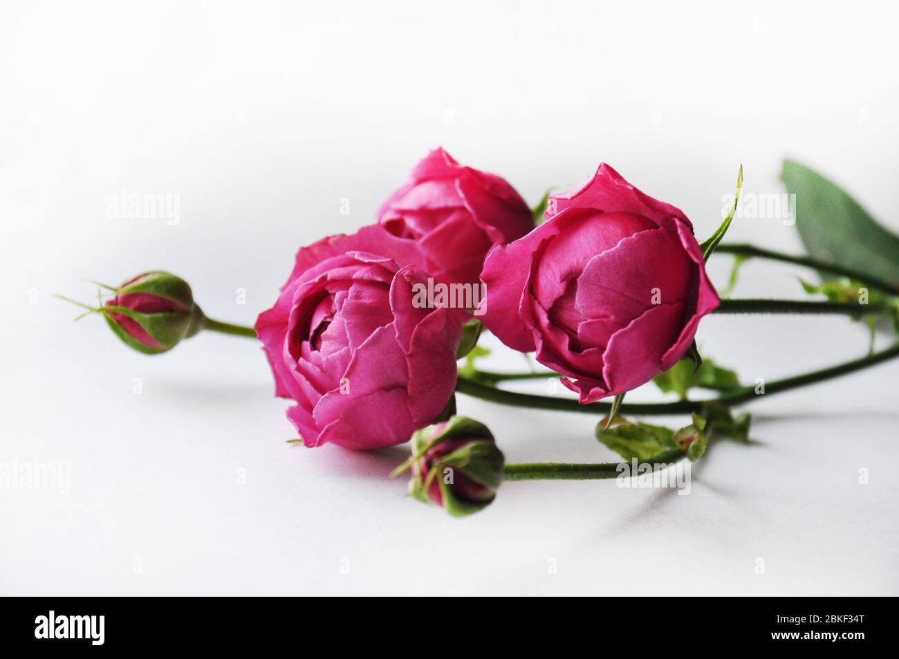 Pion shaped roses hi-res stock photography and images - Alamy