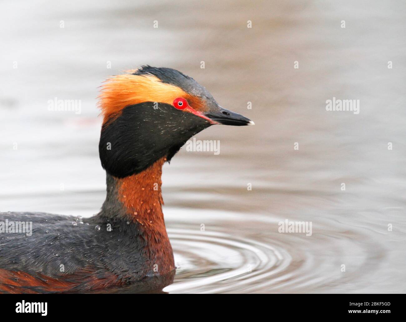 Horned grebe, subspecies Podiceps auritus auritus, wearing breeding ...