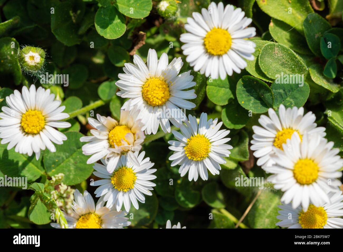 Common daisy (Bellis perennis) on the meadow Stock Photo - Alamy