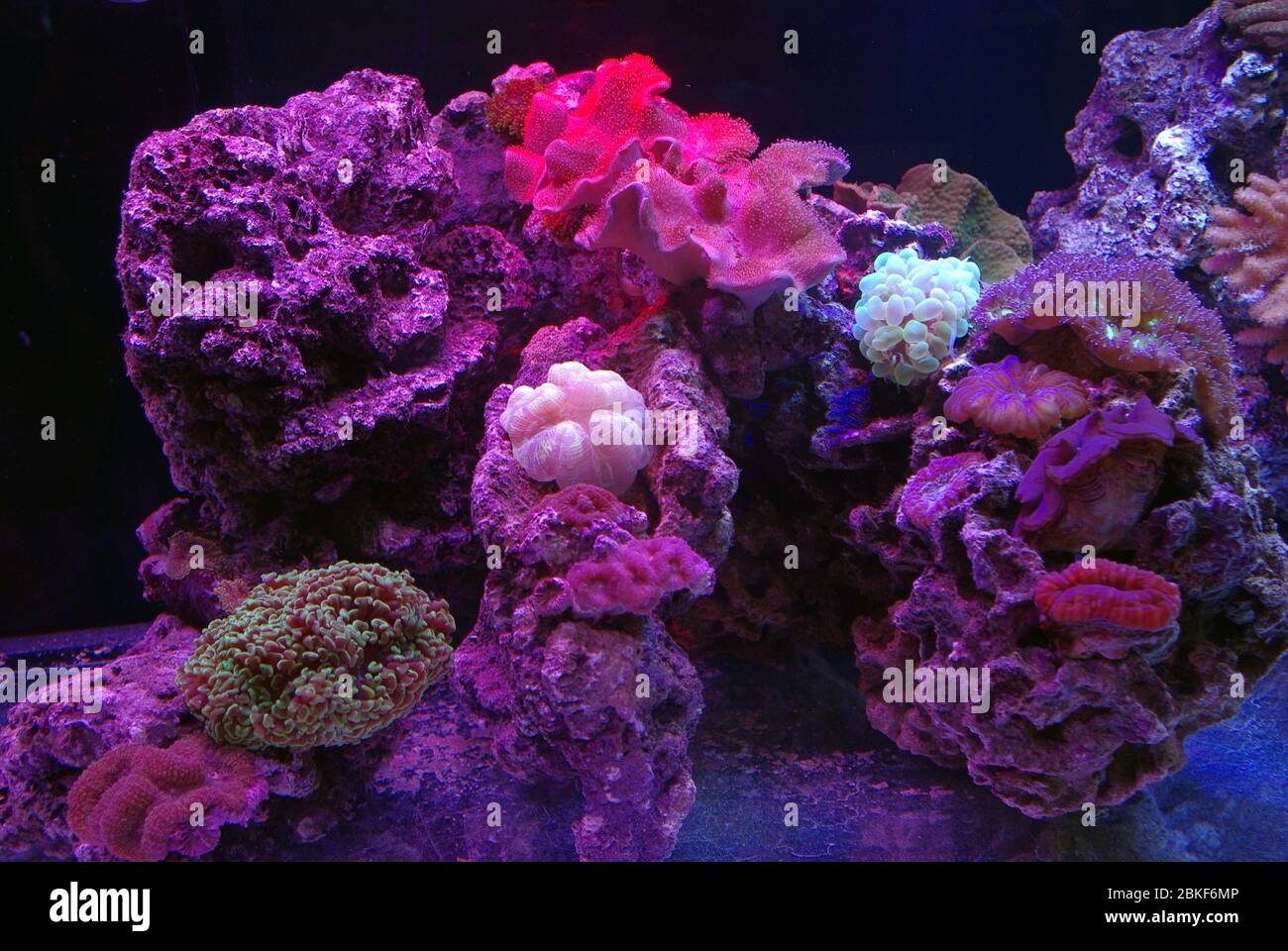 Live corals hi-res stock photography and images - Alamy