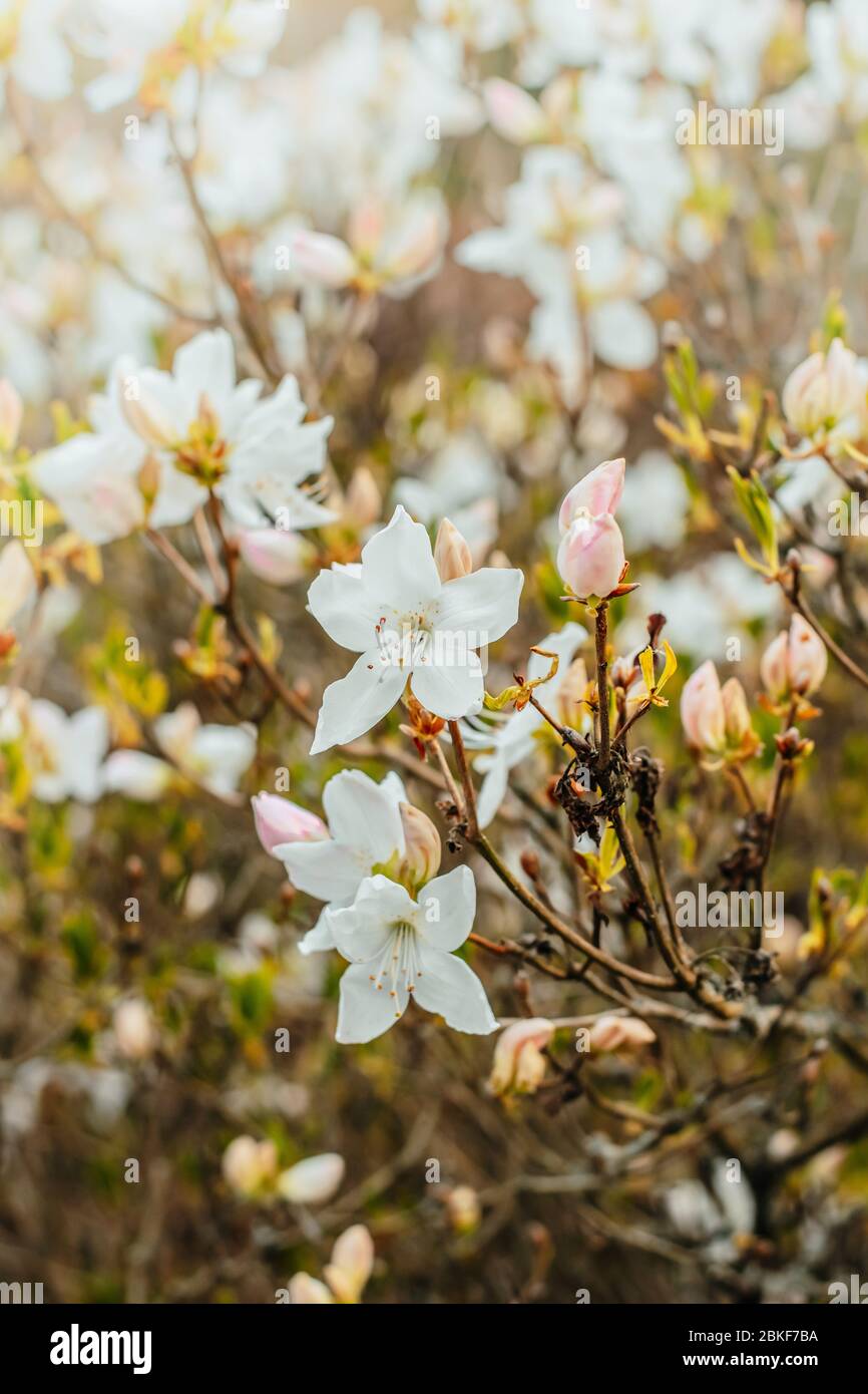 White Royal Azalea shrub blooming in spring, Korean native plant Stock ...