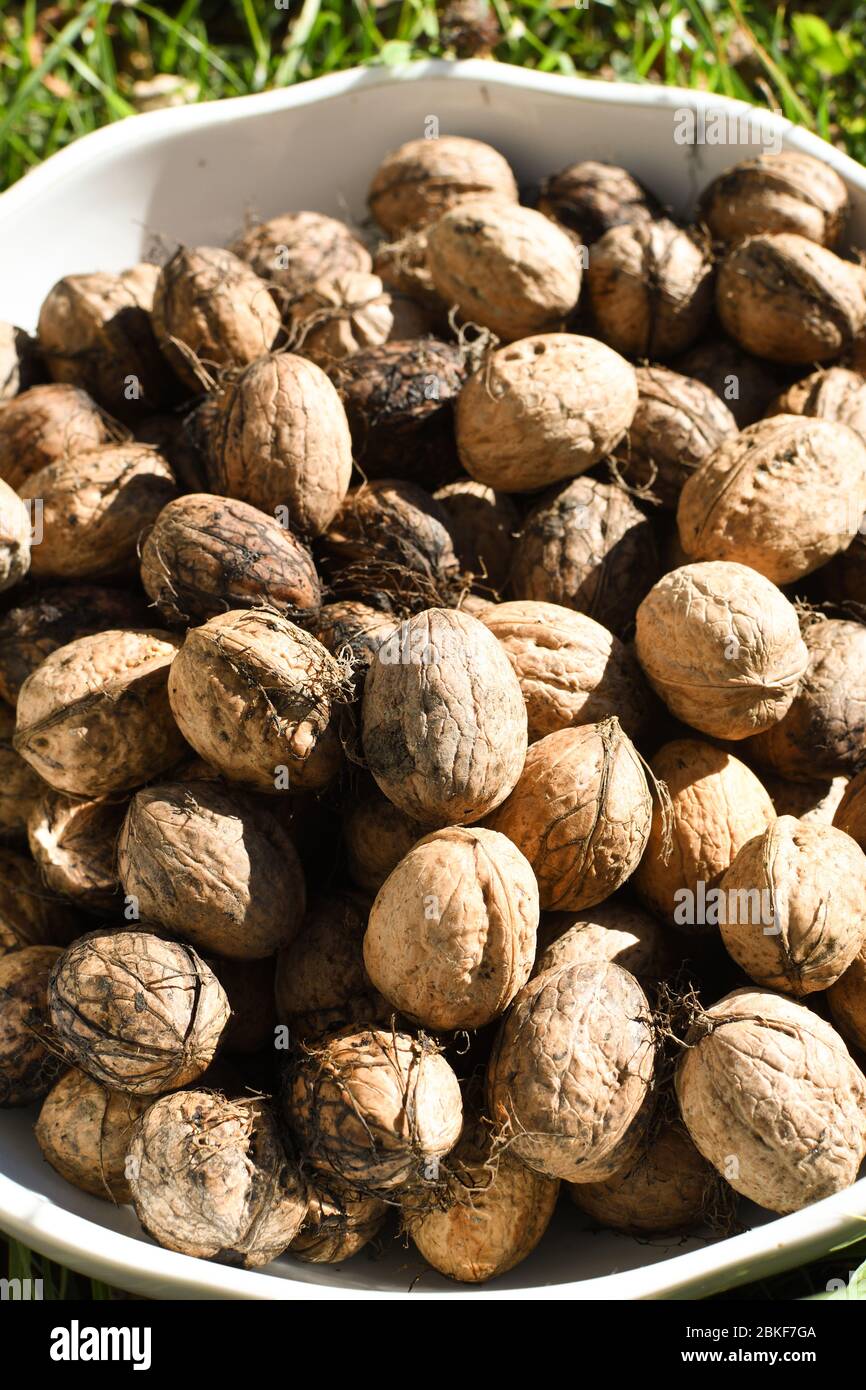 Walnuts stack for sale hi-res stock photography and images - Alamy