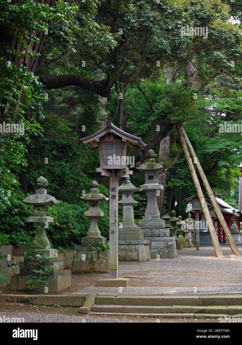 Stone lantern toro, Forest Shinto Shrine, Kashima Jingu, Japan Stock ...