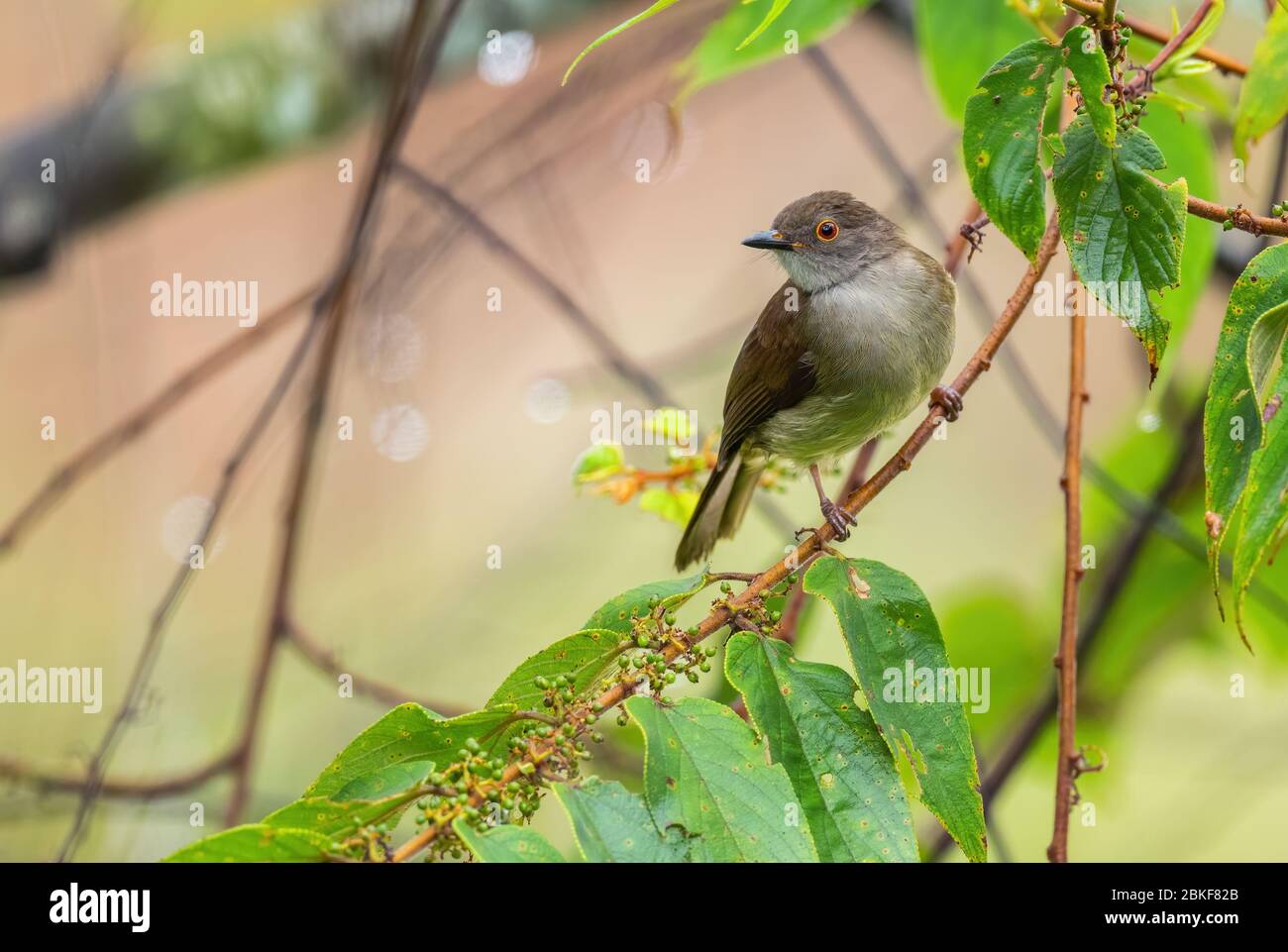 Spectacled Bulbul - Pycnonotus erythropthalmos, shy hidden perching ...