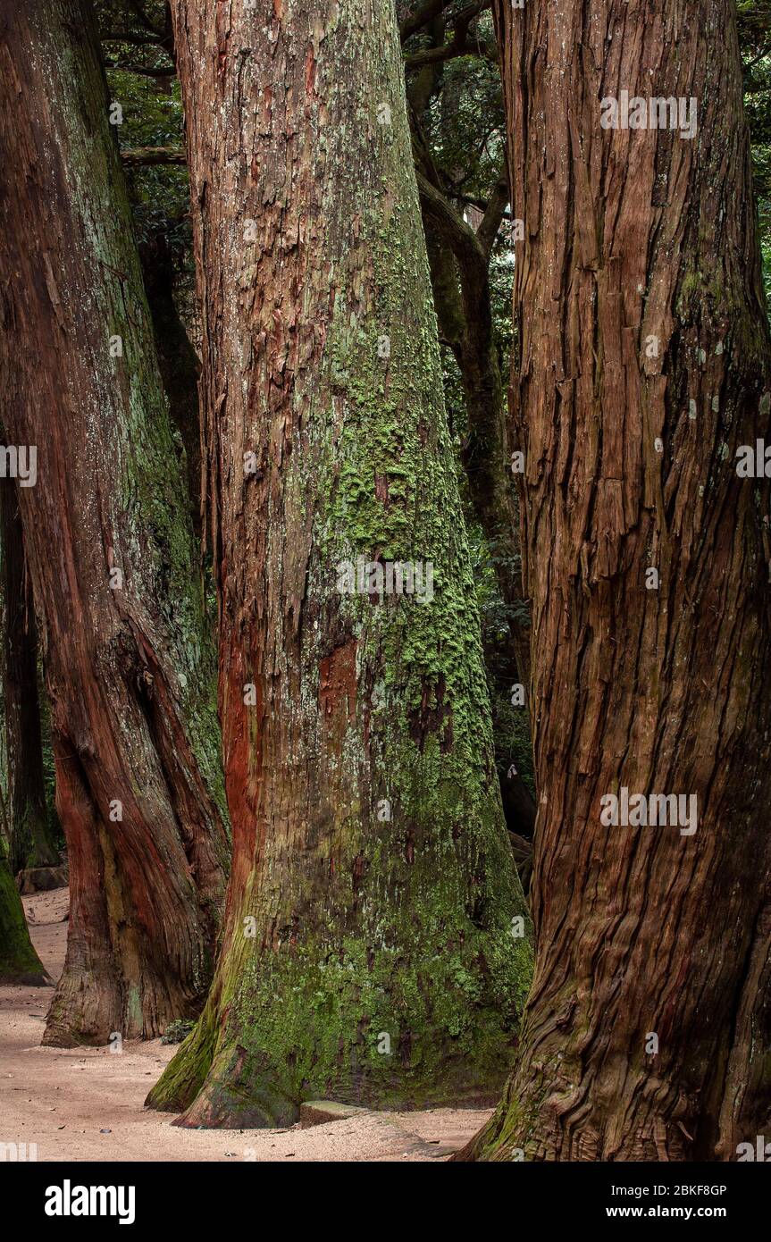 Kashima Jingu old cedar forest, Kashima Jingu, Japan Stock Photo - Alamy