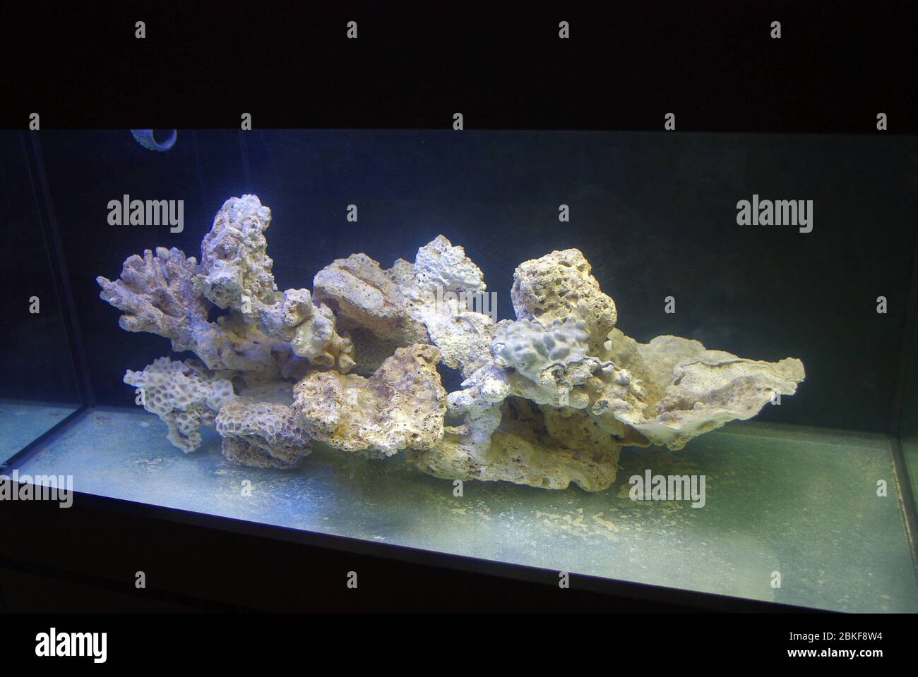 Live rocks in marine aquarium Stock Photo - Alamy