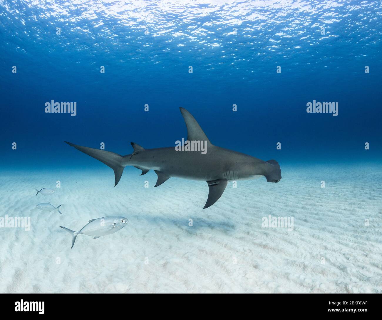 Great hammerhead swimming in Bimini, the Bahamas Stock Photo - Alamy