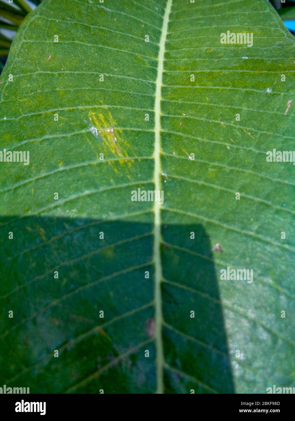 Vein texture hi-res stock photography and images - Alamy