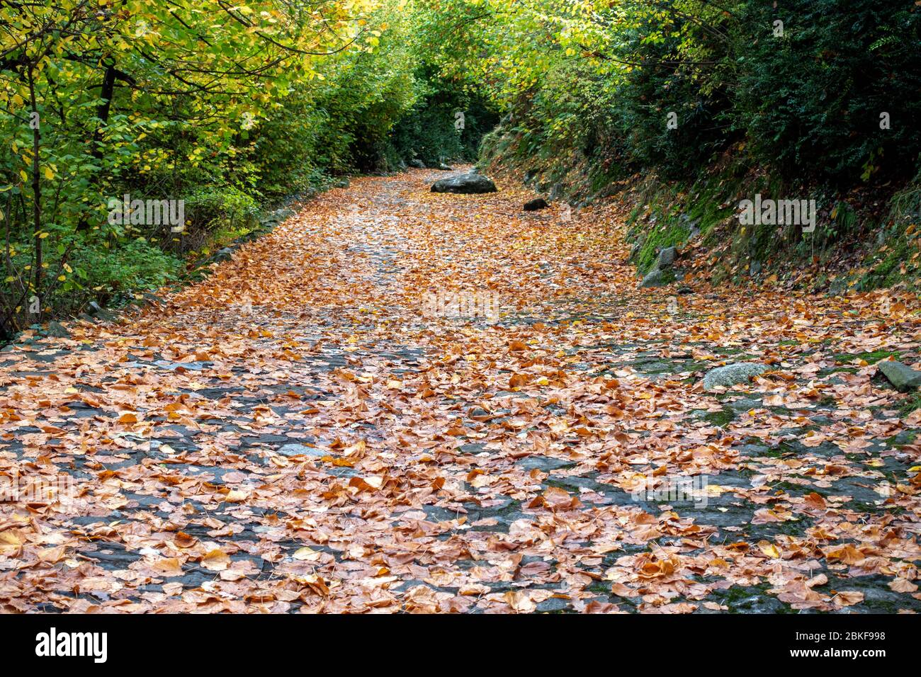 Trail covered with fall leaves Stock Photo - Alamy