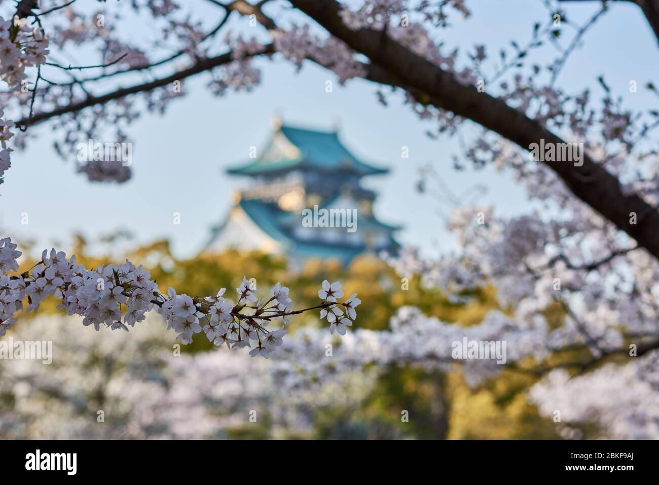 Beautiful Osaka castle with blooming cherry blossoms in Sakura spring ...
