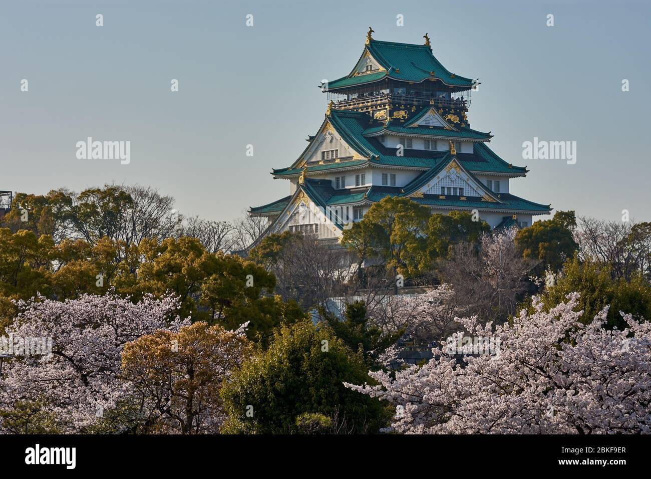 Beautiful Osaka castle with blooming cherry blossoms in Sakura spring ...