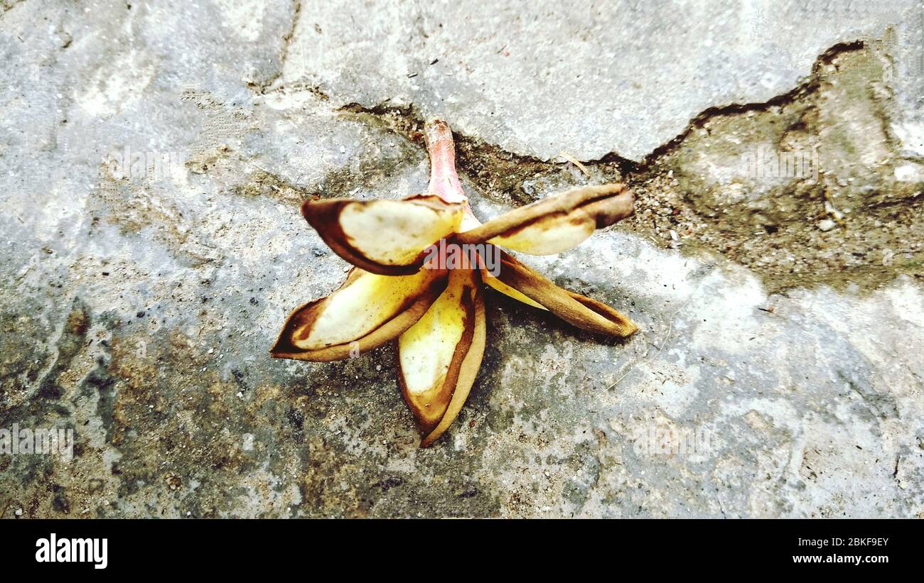Crushed flower concept hi-res stock photography and images - Alamy