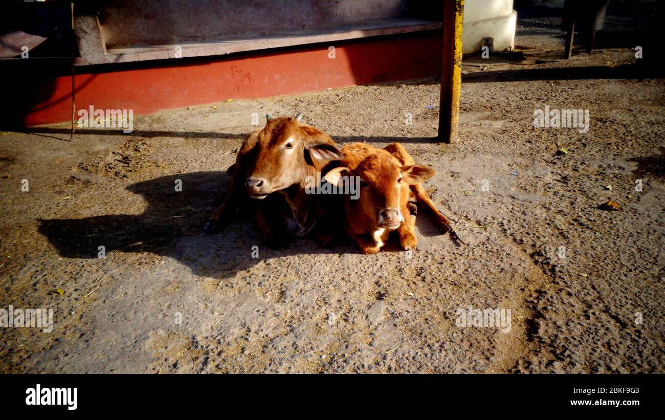 Momma Cow and calf seating together Stock Photo - Alamy