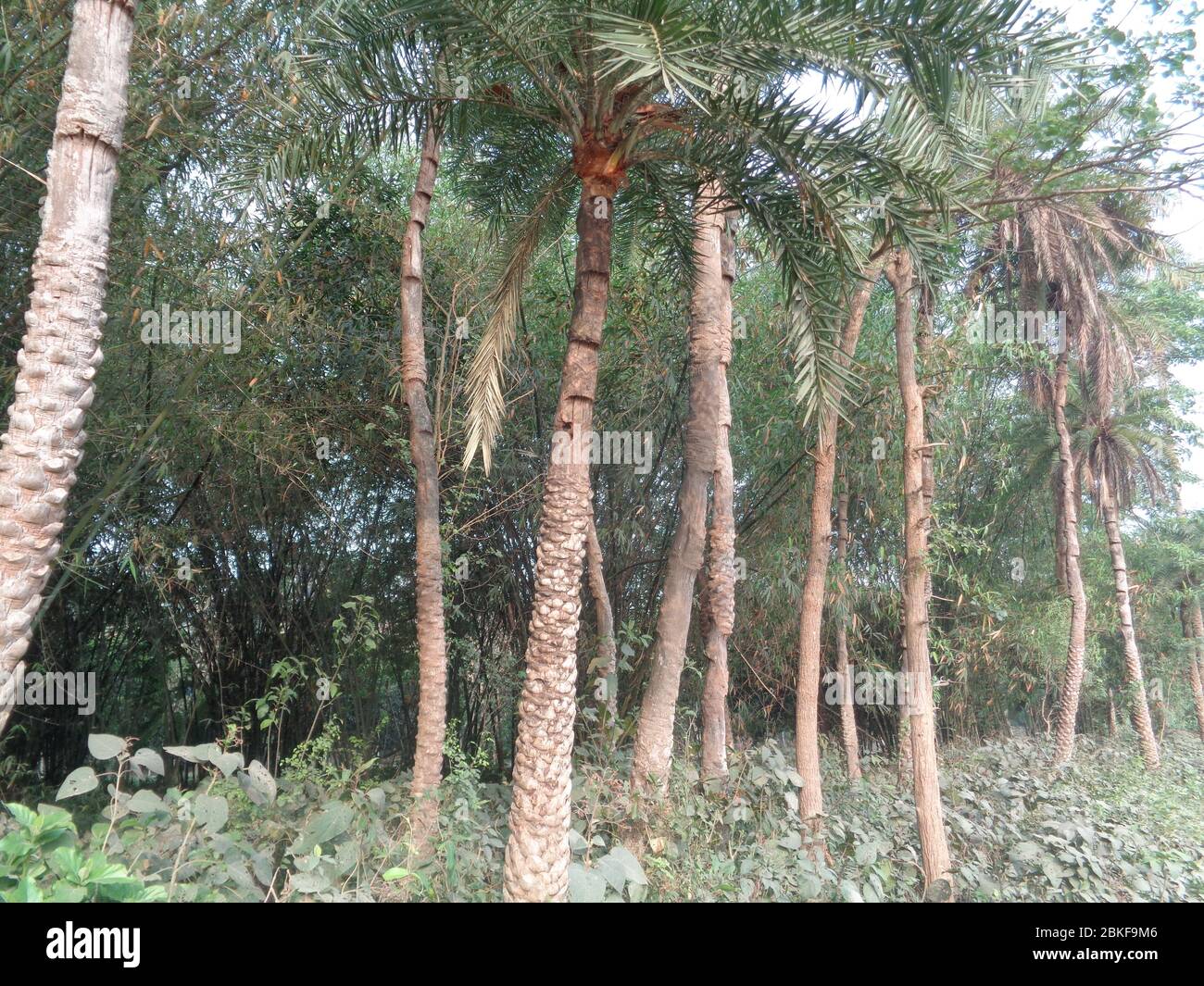 Palm trees in the forest Stock Photo - Alamy