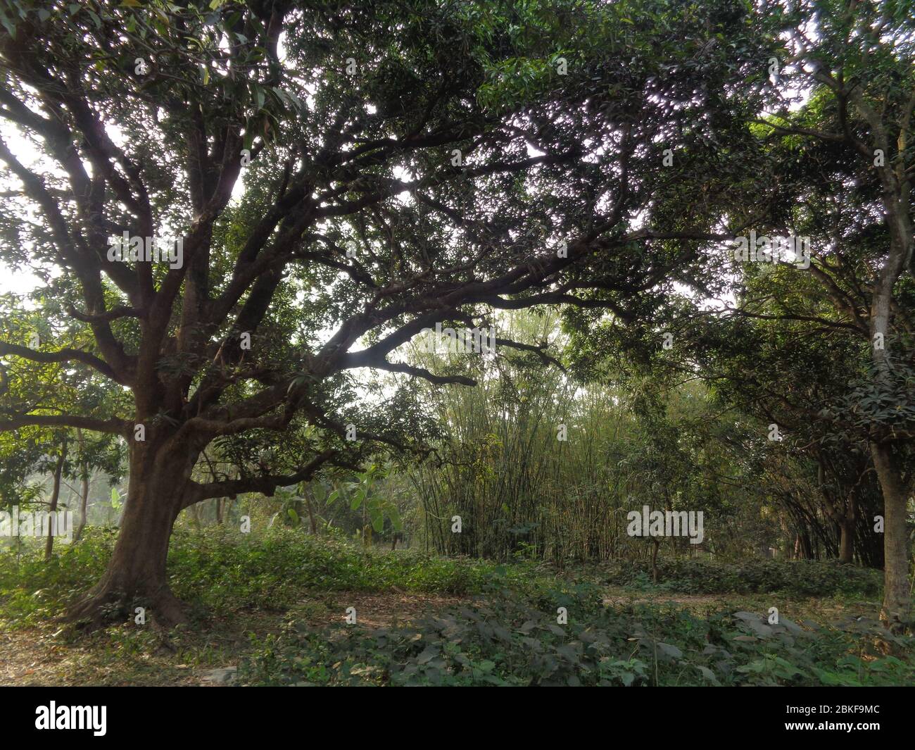 Tree in the forest greenery farmland Stock Photo - Alamy