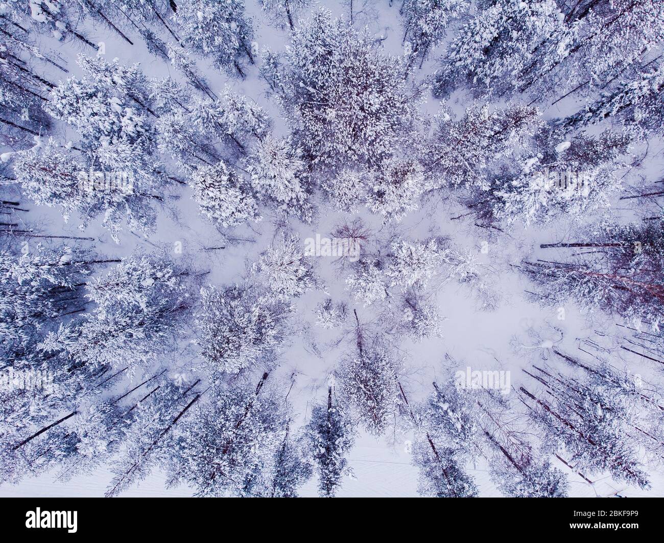 Top view snow trees and coniferous forest. Aerial photo Stock Photo - Alamy