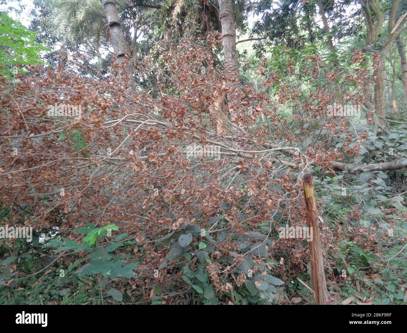 Indian deforestation hi-res stock photography and images - Alamy