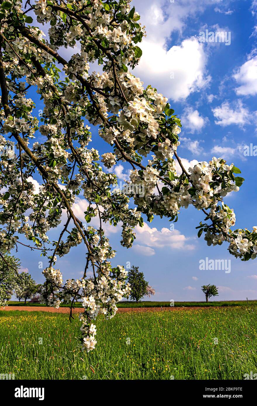 Rural landscape with blooming apple tree on a green meadow Stock Photo ...