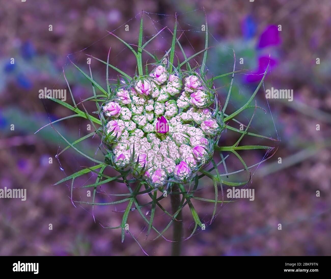 Wild Carrot (Daucus carota) Closeup. Spring carrot wildflower in full ...