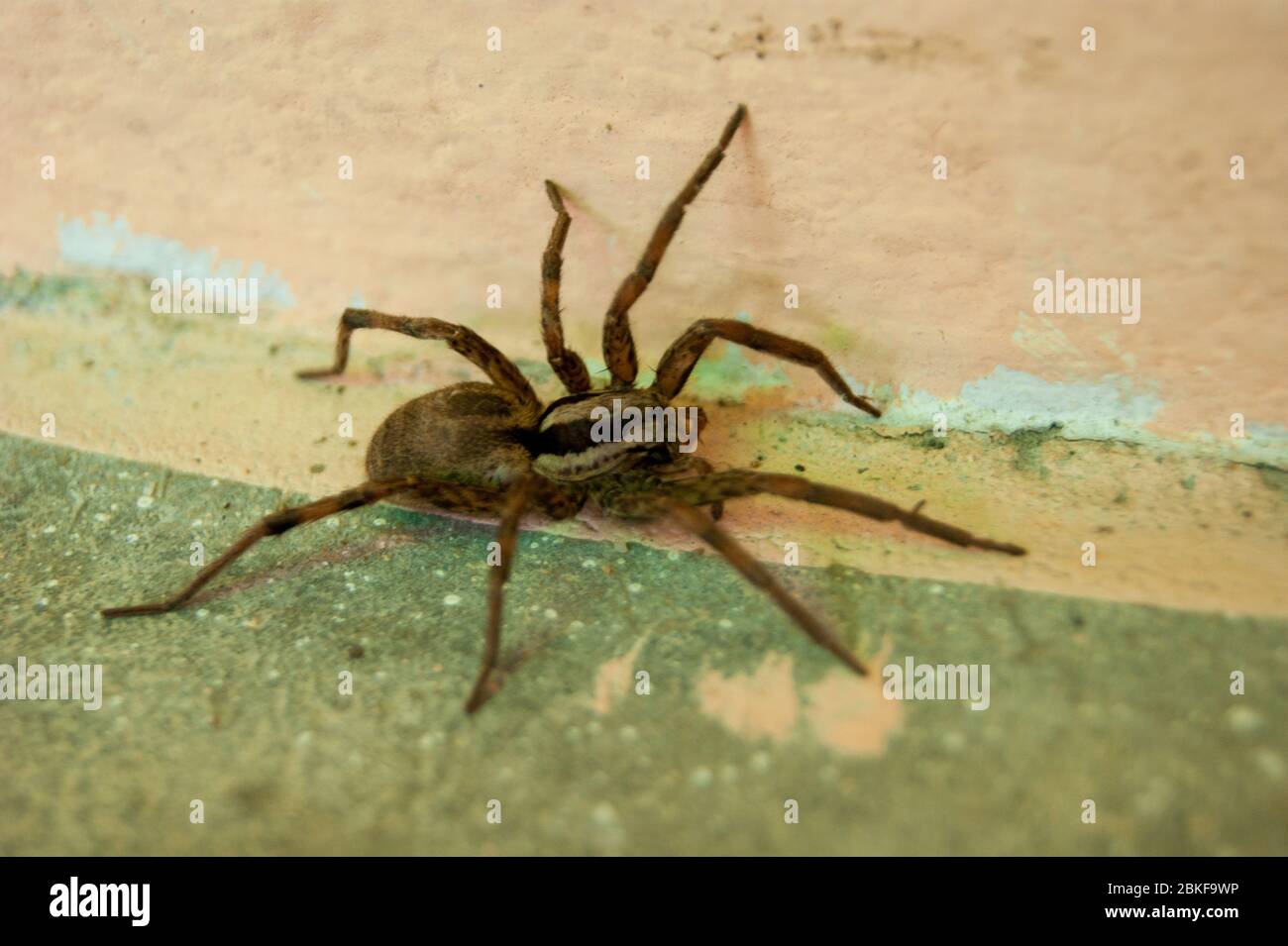 Insects and spiders hi-res stock photography and images - Alamy