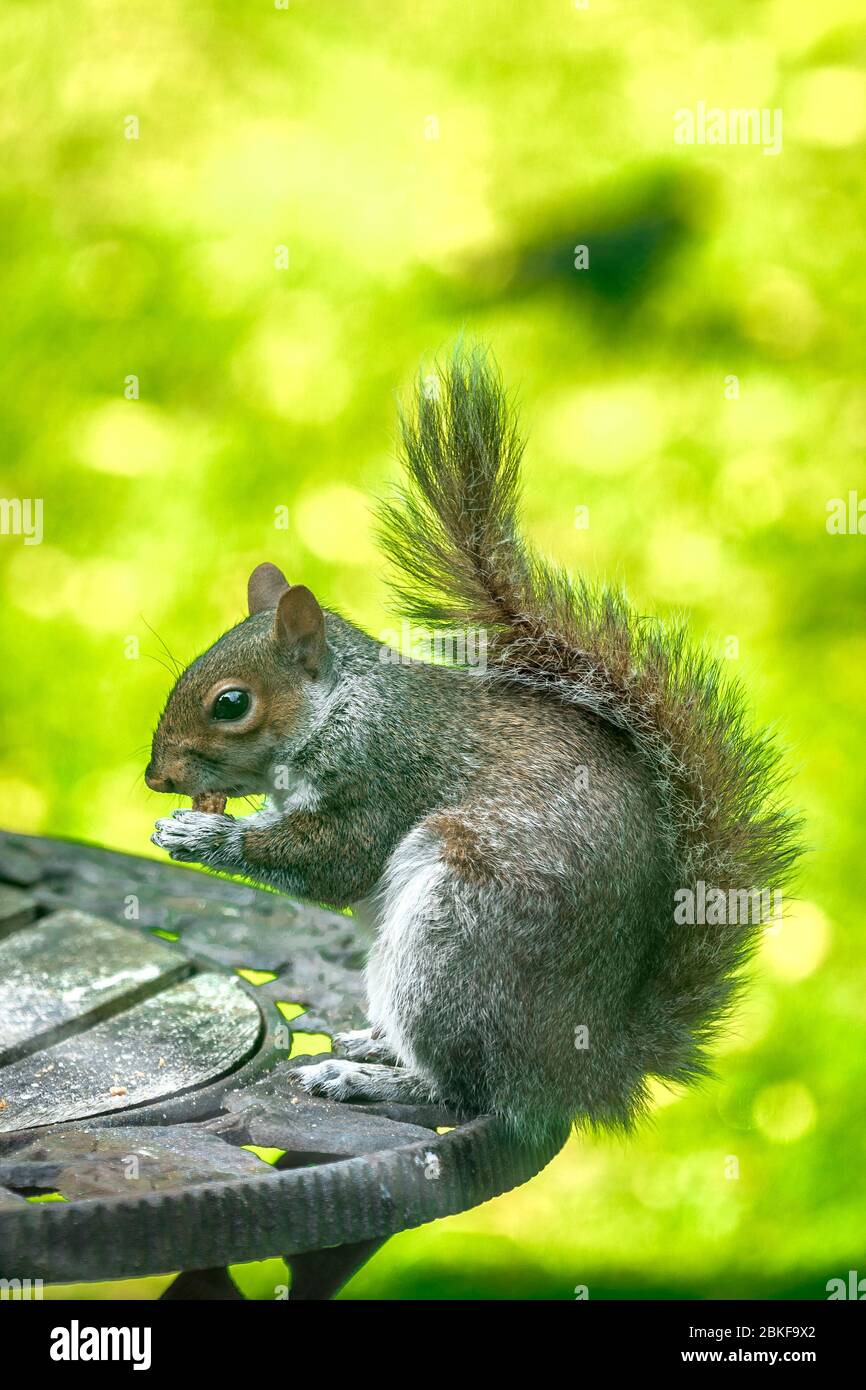 Eastern grey squirrel Stock Photo - Alamy