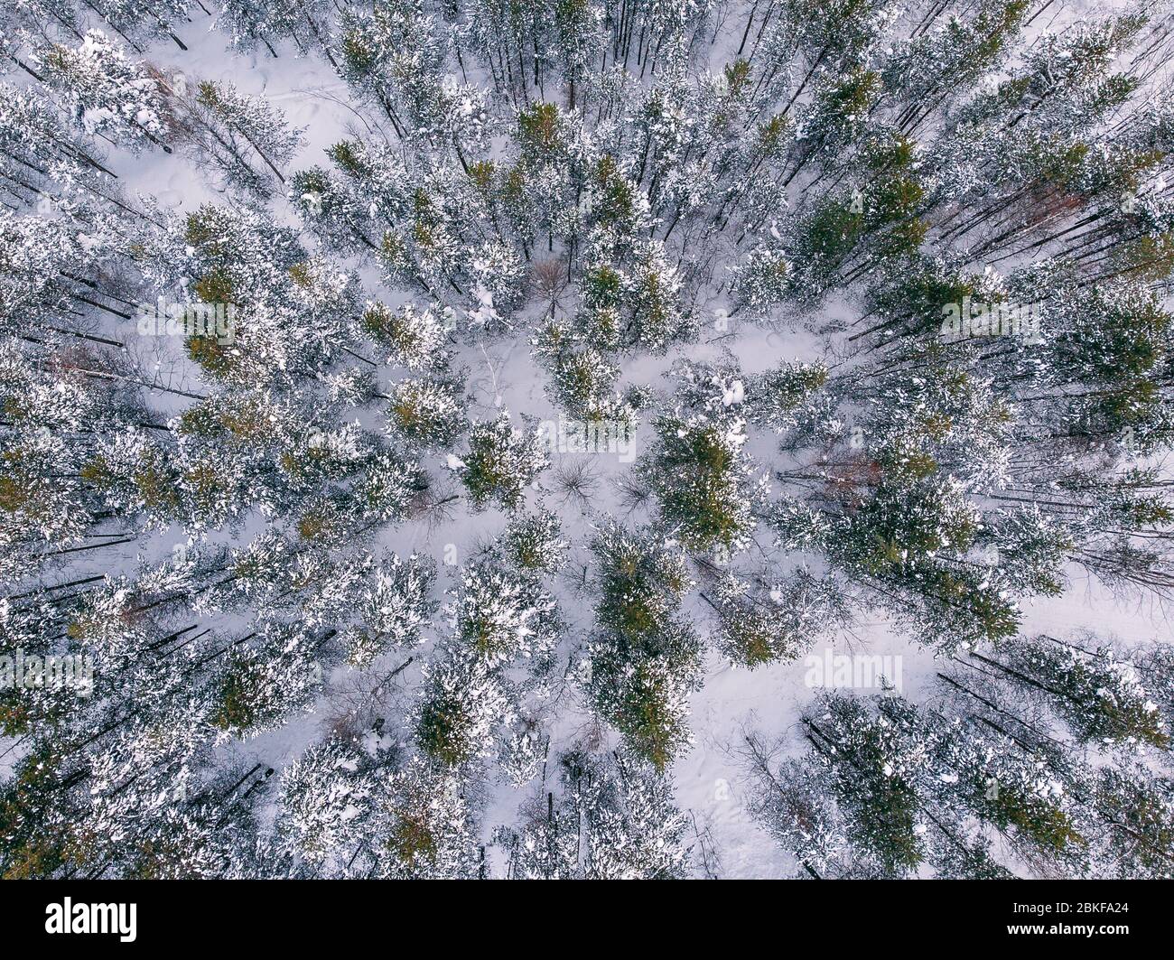 Top view snow trees and coniferous forest. Aerial photo Stock Photo - Alamy