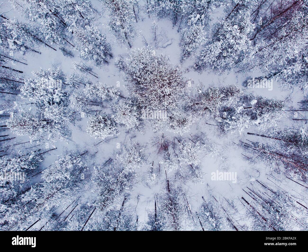 Top view snow trees and coniferous forest. Aerial photo Stock Photo - Alamy