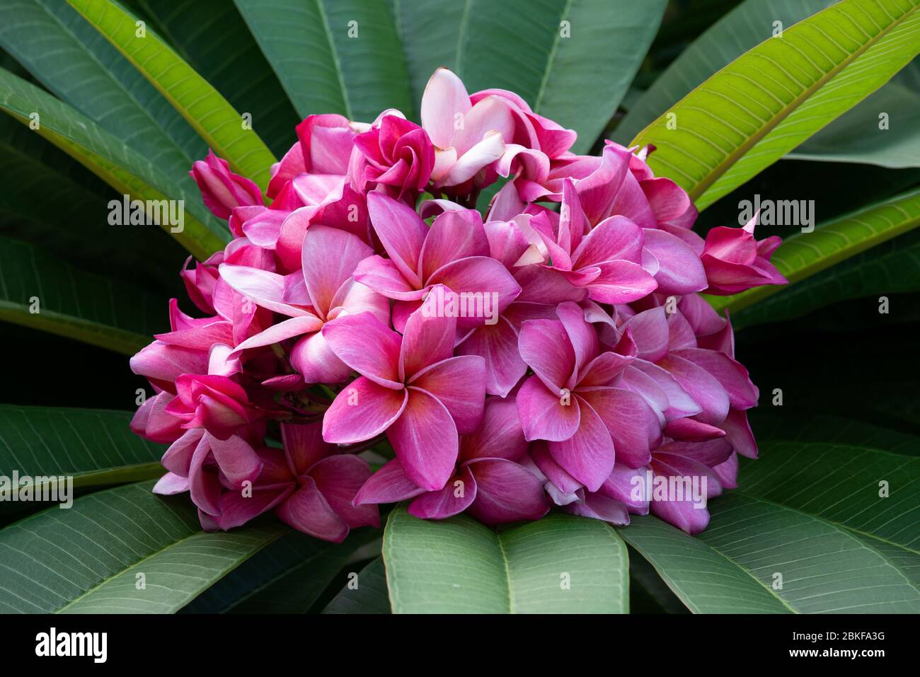 Singapore pink frangipani flowers, Singapore Stock Photo - Alamy