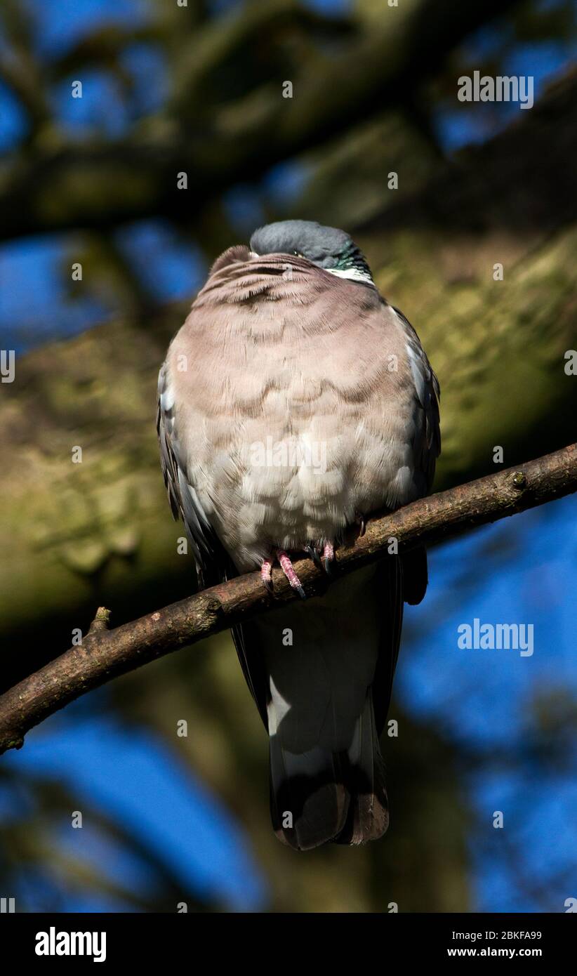 Largest living pigeon hi-res stock photography and images - Alamy