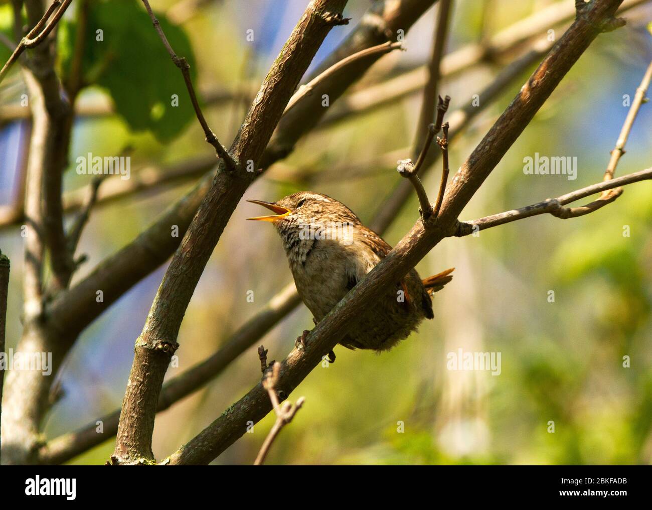 The Wren is one of the smallest garden birds and secretive in manner ...