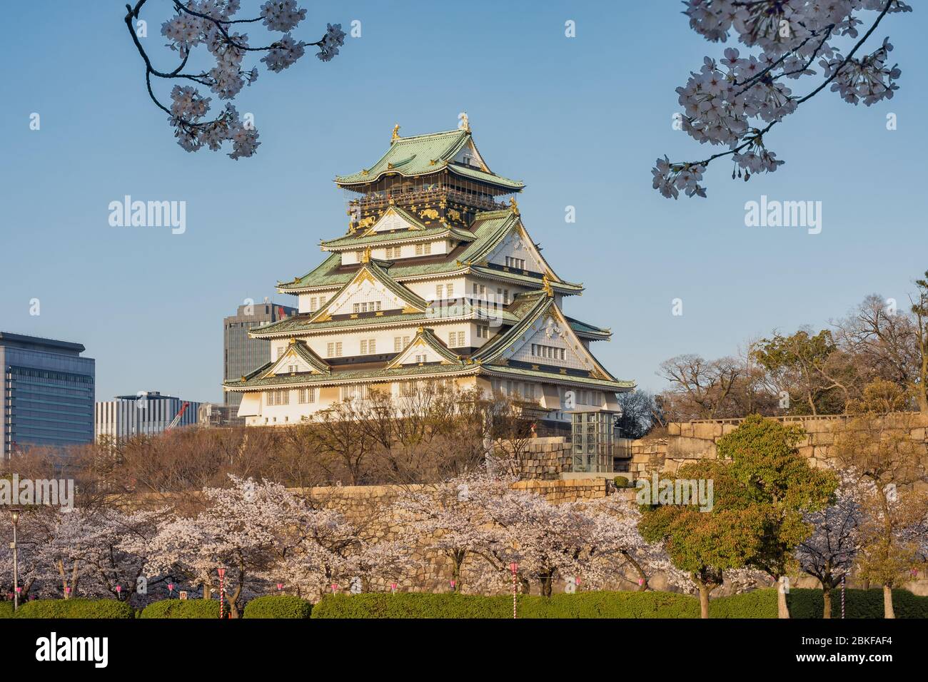 Beautiful Osaka castle with blooming cherry blossoms in Sakura spring ...