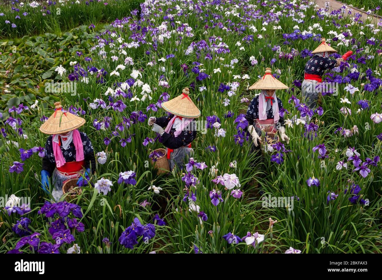 Flower patrol, Maekawa Iris festival, Itako City, Japan Stock Photo - Alamy